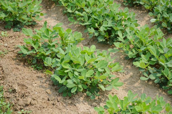 How To Grow Peanuts The Complete Guide